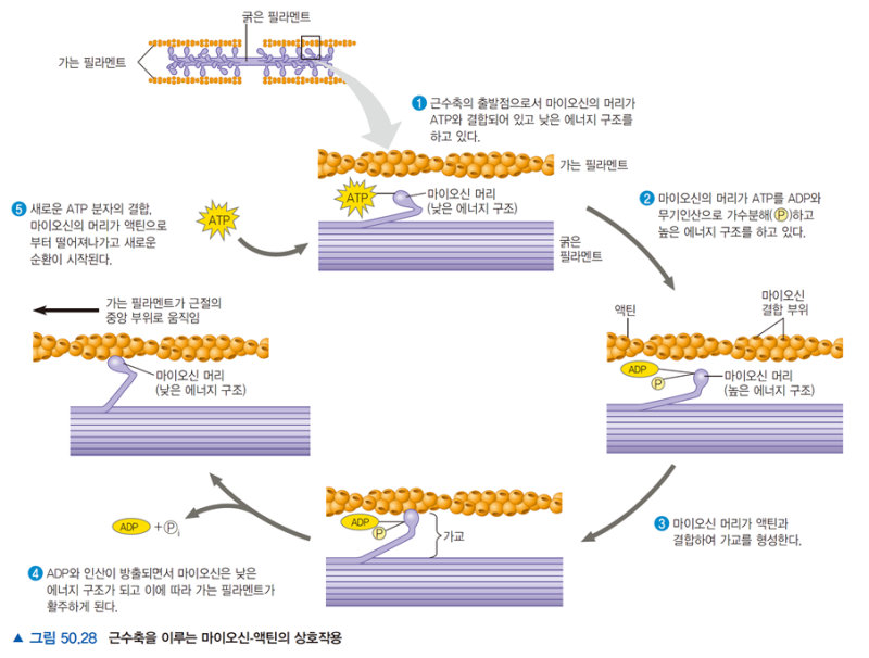 골격근의 구조 근수축의 필라멘트 활주설sliding Filament Theory 네이버 블로그